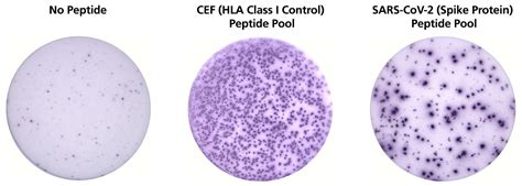 How To Stimulate Antigen Specific T Cells Using Peptide Pools