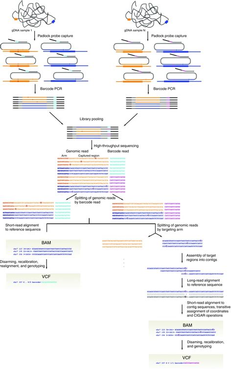 Next Generation Dna Sequencing Workflow Genomic Dna Samples Are Input