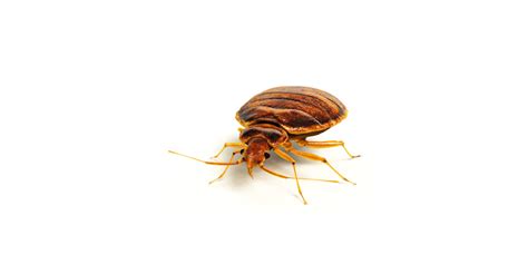 THE TRAUMATIC SEX LIFE OF BED BUGS Professional Pest Manager