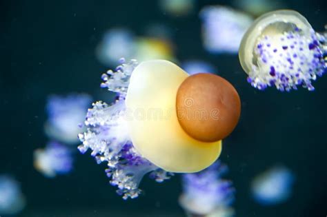 What Is Jellyfish Egg At William Rohde Blog