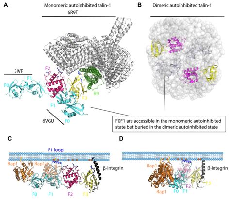 Structural Basis Of β2 Integrin Inside—out Activation Pmc