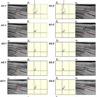 An Example Of Raw Data Used For Obtaining Genomic Distance DG The Download Scientific
