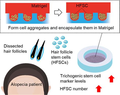 Follicular Stem Cells