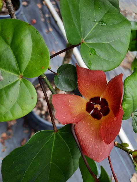 Hibiscus Tiliaceus Dwarf Dwarf Hau — Big Island Big Trees