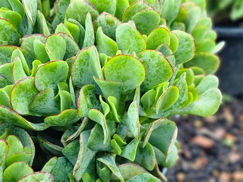 Crassula Ovata Blue Bird Craovabb Jade Plant Jade Tree Succulent