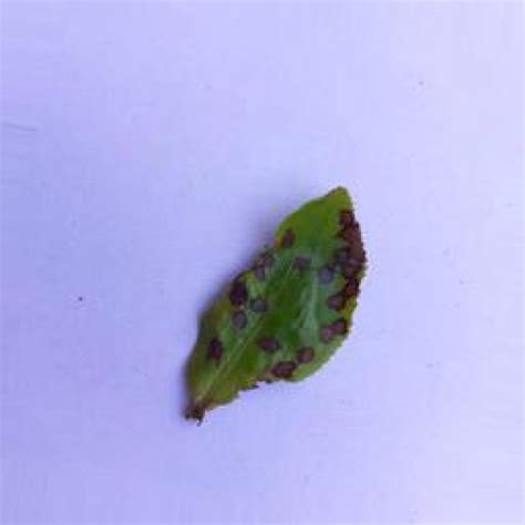 Leaf Segmentation Instance Segmentation Dataset By Drivingmonitoringsystem