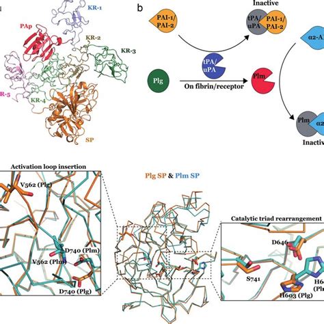 The Structure And Function Of Human Plasminogen Plg A Cartoon Download Scientific Diagram