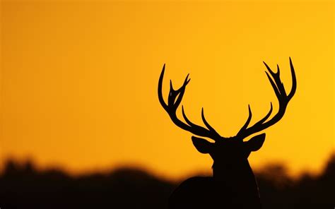 Fallow Deer Wallpapers Wallpaper Cave