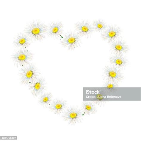 흰색 바탕에 손으로 그린 카모마일 하트 모양의 프레임 섬세한 꽃 머리의 부드러운 수채화 꽃 그림이 분리되어 있다 초원 야생화는 로고 엽서 프레임을 위해 멋지게 그려져