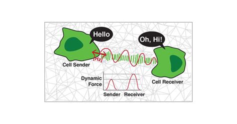 Does The Extracellular Matrix Support Cellcell Communication By