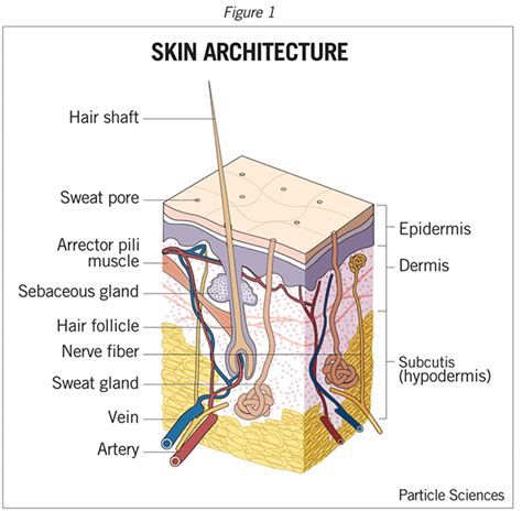 Illustrations Particle Sciences On Behance