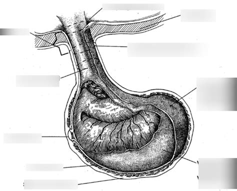 Labeling Layers Of Testicle Diagram Quizlet