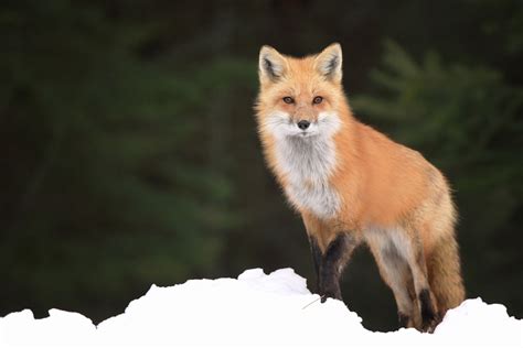 Red Fox Sounds