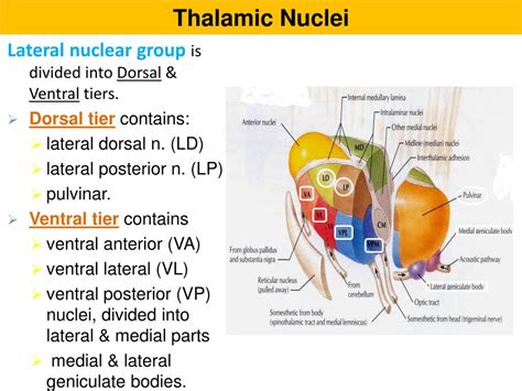 Ppt T Halamus Powerpoint Presentation Free Download Id6515913