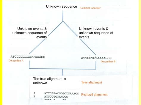 ppt global pairwise alignment global alignment of 2 nucleotide