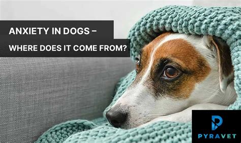 Anxiety In Dogs Top 3 Reasons Your Dog May Be Stressed