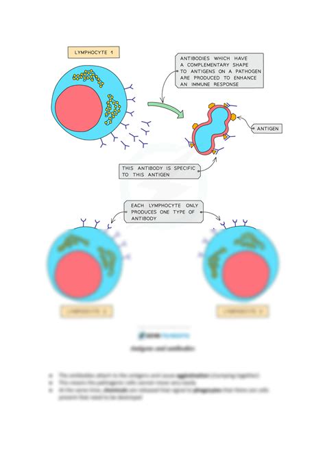 Solution Ch 10 Pathogenes Immunity Igcse Notes Studypool