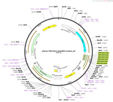Addgene Pcineo Tisu Rluc 6xbsms2 Random Ac