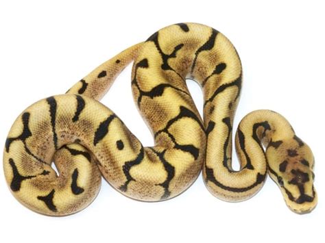 Spider Lucifer Ball Python By Nerd