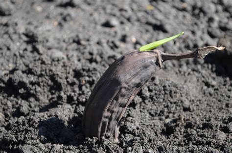 How To Grow Banana Tree From Seed At Megan Kelli Blog