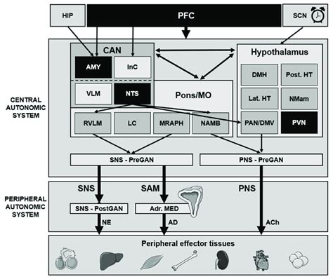 simplified diagram of the central and peripheral autonomic nervous