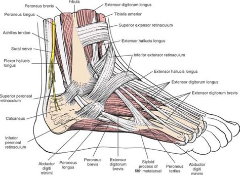 Ankle Peroneal Tendon Dislocation Superior Peroneal Retinaculum
