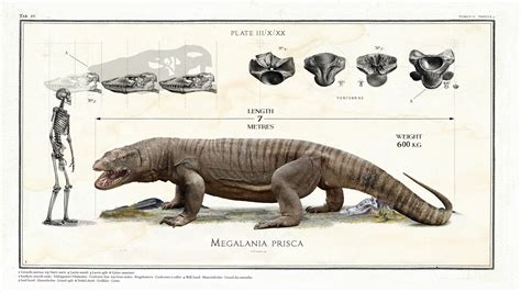 Megalania Still Alive