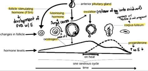 Ansc 315 Quiz 4 Flashcards Quizlet Ansc 315 Quiz 4 Flashcards Quizlet
