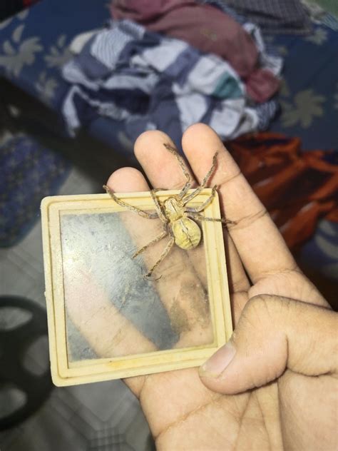 Id Found Philippines I Think Olios Sp But Not Sure R Spiders