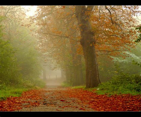 배경 화면 가을 숲 그림 물감 Drisyam2008 2580x2151 1072869 배경 화면 Wallhere