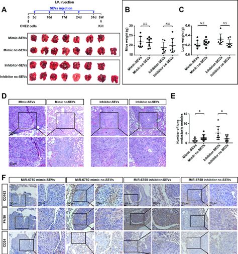 Mir 6750 Sevs Inhibits Npc Metastasis By Regulating Angiogenesis And M2
