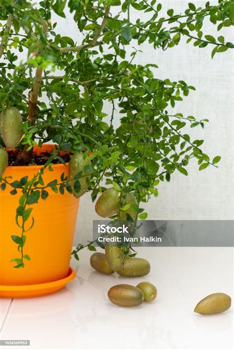 외딴 화분에 심은 감귤류 식물 호주 핑거 라임과 부르고뉴 과일 실내 나무 성장 Microcitrus Australasica 식물 테이블에 손가락 모양의 과일과 녹색 잎