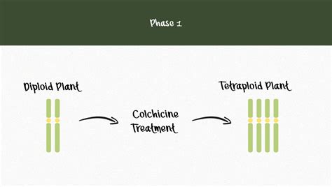 The Potential Of Triploid Genetics In Revolutionizing The Cannabis