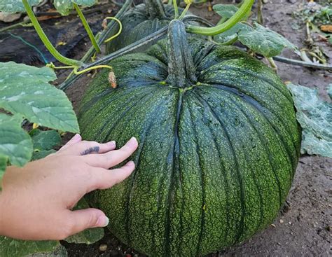 12 Types Of Green Pumpkins With Pictures