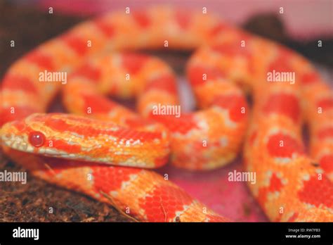 Albino Animals Lack Melanin In Their Skin This Is An Albino Corn Snake