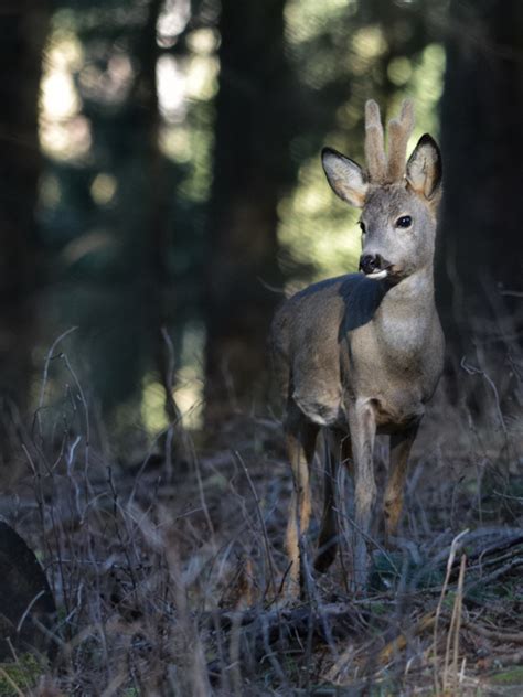 Jungspund Forum F R Naturfotografen