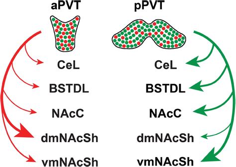 Of The Efferent Projections Of The Pvt Based On Recent Retrograde Download Scientific Diagram