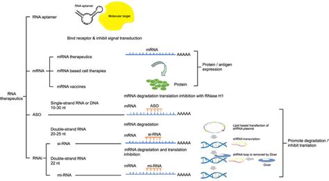 Types Of Rna Used In Rna Therapies Rna Aptamer Mrna Aso And Rnai