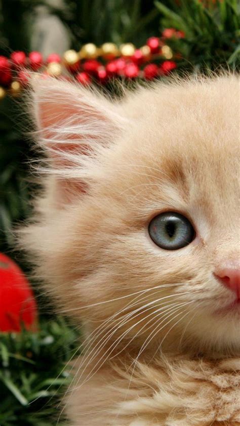 Christmas Cat Wallpaper Images
