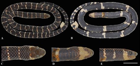 bicolor in monads pattern in atractus latifrons dorsal a and