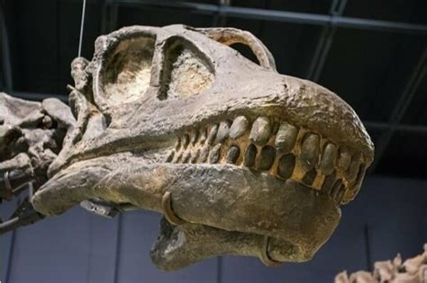 Haplocanthosaurus Early Sauropod From The Late Jurassic