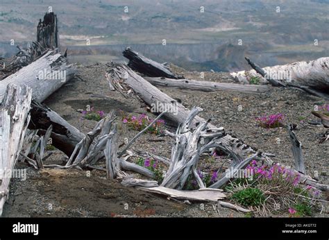 Davidson Penstemon Penstemon Davidsonii Growing In Tree Debris At Mt St Helens Washington State