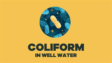Quick Guide Coliform Bacteria In Well Water Simplelab Tap Score