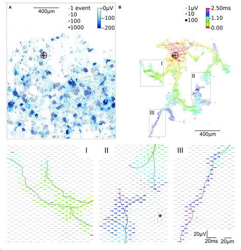 Activity Map And Footprint Of An Example Neuron The Marker In The