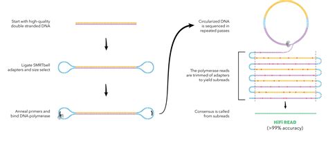 Hifi Reads Highly Accurate Long Read Sequencing Pacbio