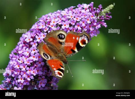 European Peacock Sitting On A Summer Lilac Flower Peacock Butterfly