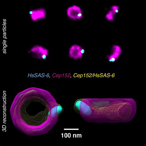 Super Resolution Microscopy Builds Multicolor 3d From 2d ‒ Leb ‐ Epfl
