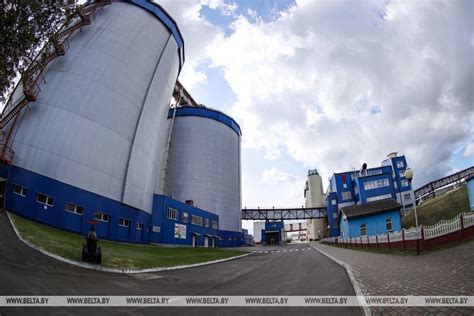 Сладкие горы Жабинковский сахарный завод начинает переработку свеклы