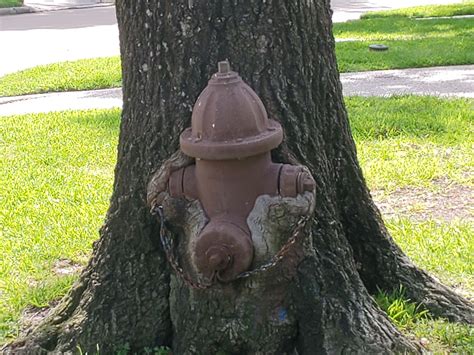 Understanding Tree Girdling How It Affects Your Trees And How To Prevent It