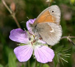 Find A Butterfly